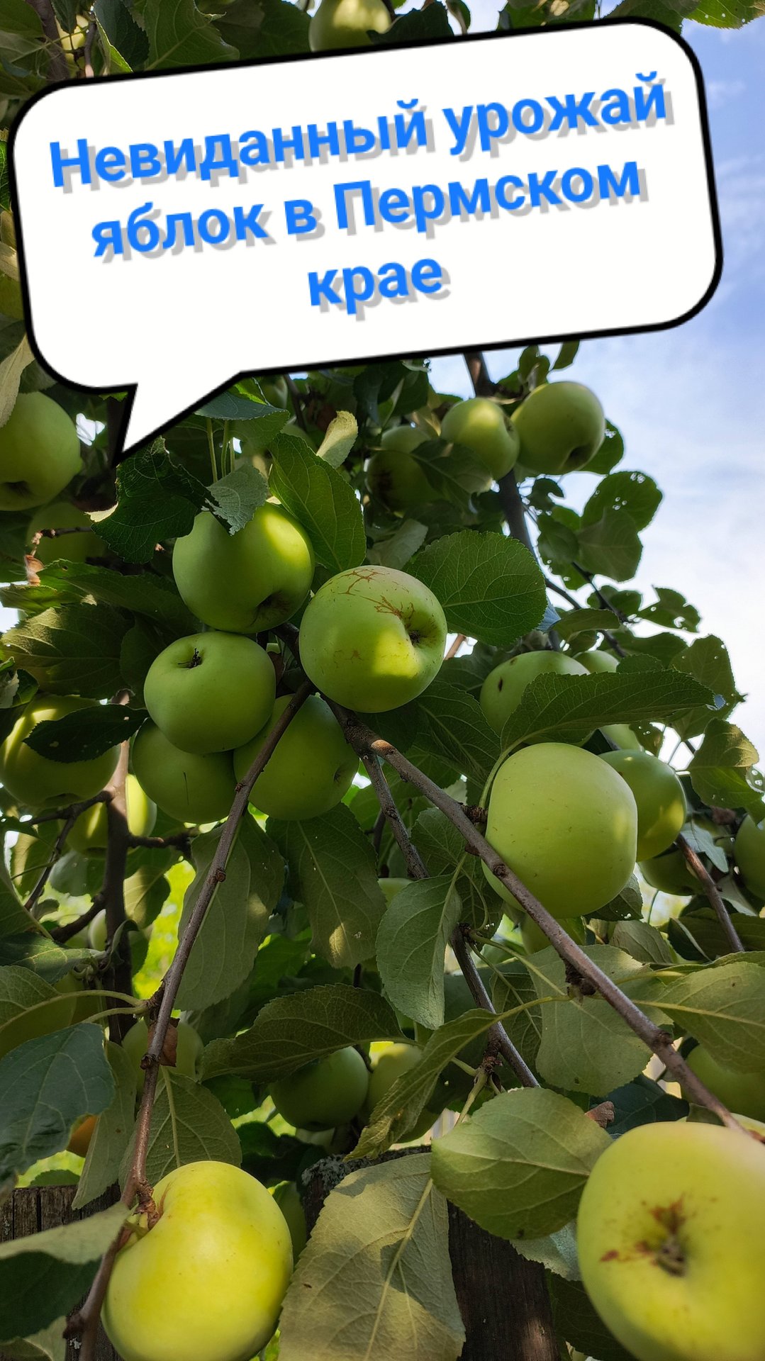В Пермском крае изобилие яблок, но после такого урожая деревья требуют ухода