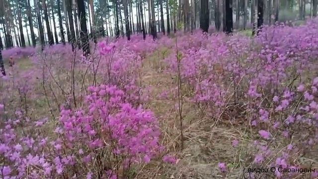 Майский багульник