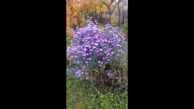 Скоро осень  1