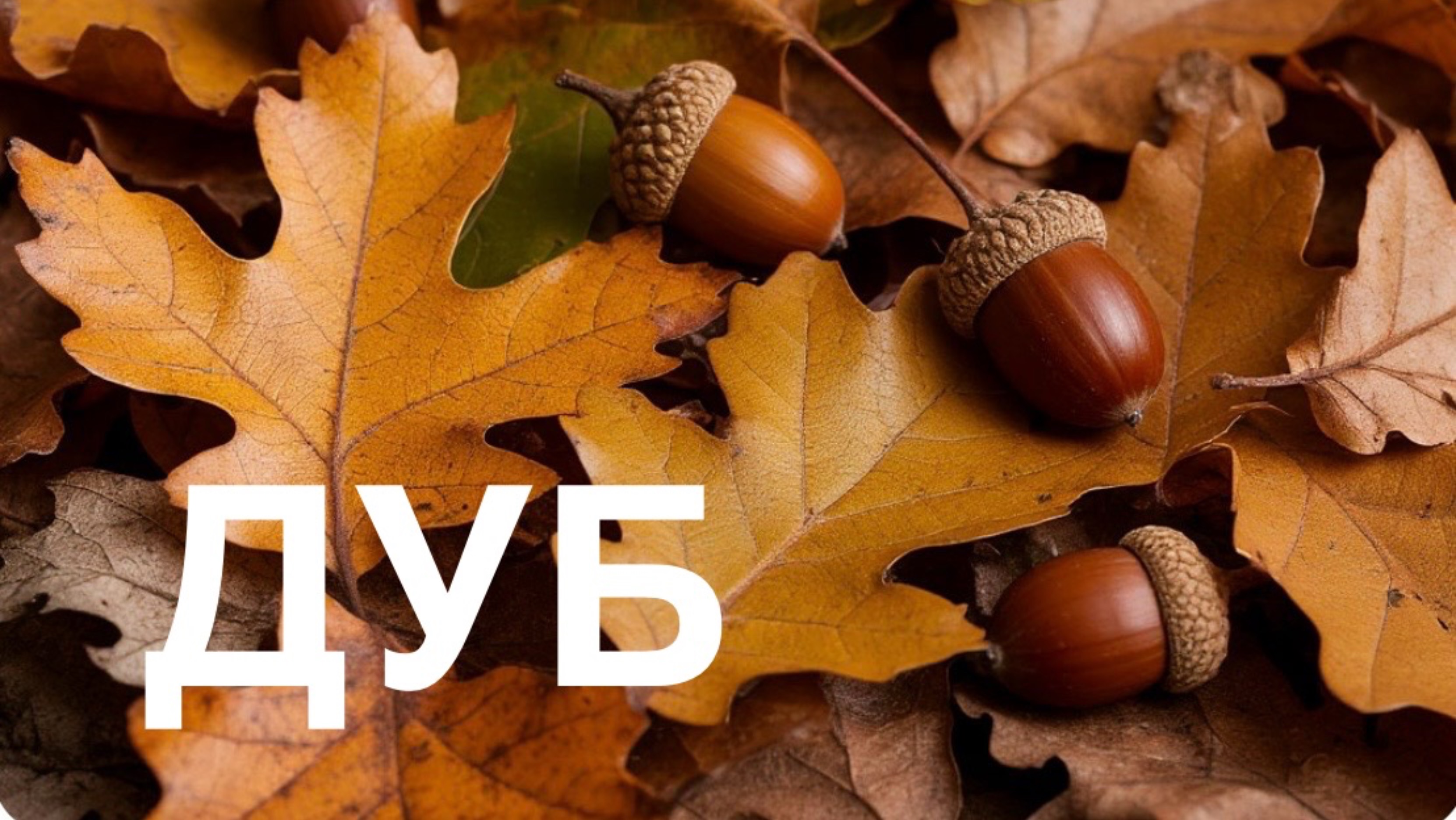 Алфавит. О РАСТЕНИЯХ. ДУБ.