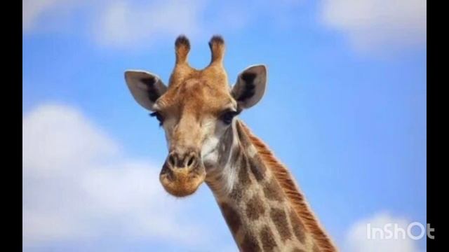 Кузьма и его Друзья (Клинок) - Жираф 🦒 Official audio