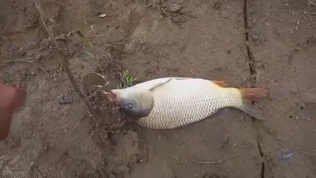 карп боец на 1,5 кг -на поплавок.