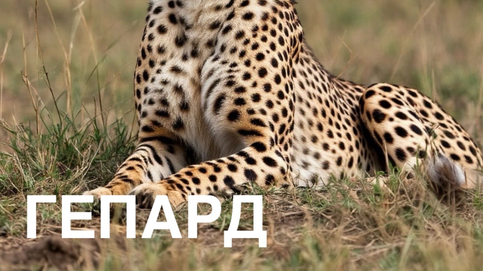 Алфавит. О ЖИВОТНЫХ. ГЕПАРД.