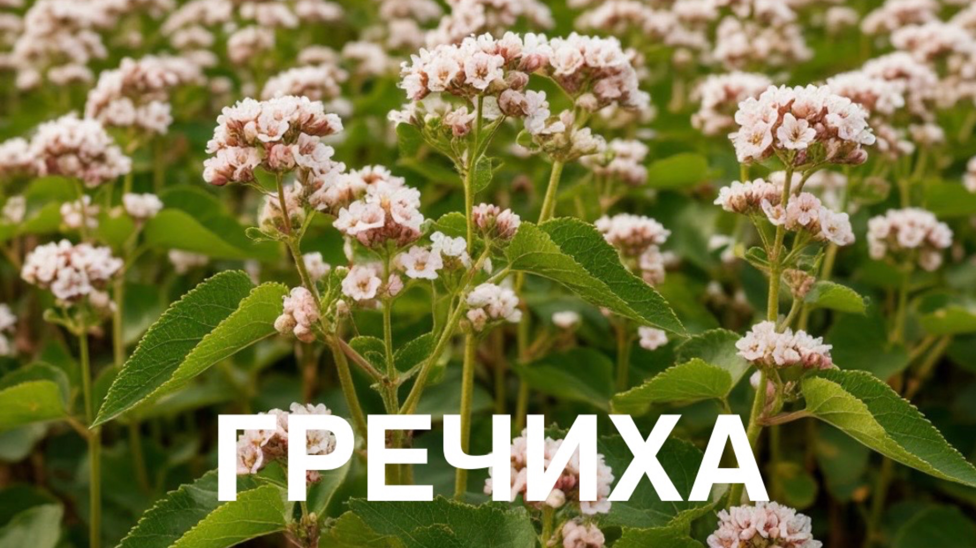 Алфавит. О РАСТЕНИЯХ. ГРЕЧИХА.