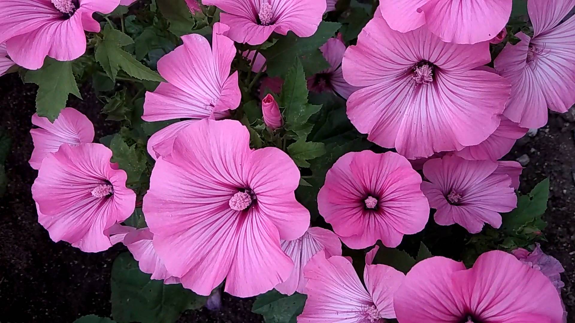 Красиво и просто.Без рассады.