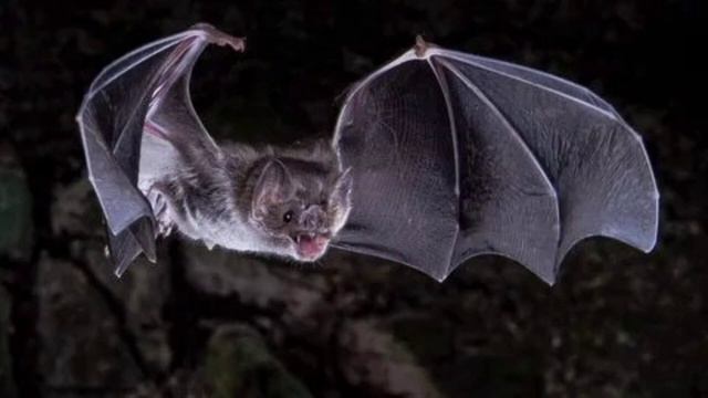 Кузьма и его Друзья (Клинок) - Летучая мышь 🦇 🐁 Official audio