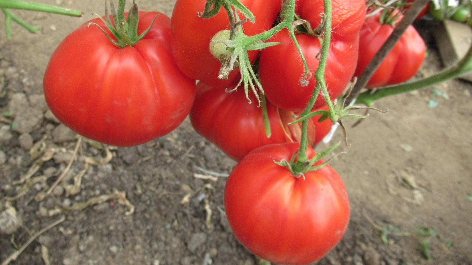 Урожайный томат Фрекен Бок в теплице 1 августа 2025 г