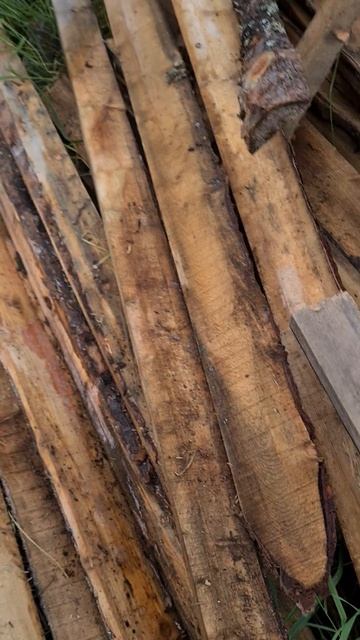 Хвост и ящерица. Часть 2: Ящерица без хвоста..