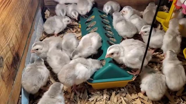 Цыплята едят из кормушки Olba KP30