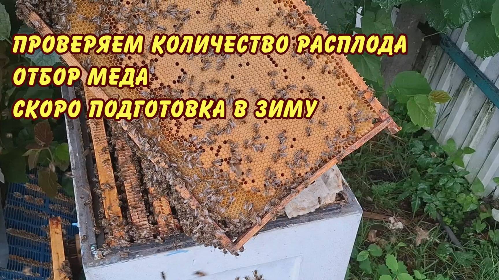 проверяем количество расплода отбор меда скоро подготовка в зиму