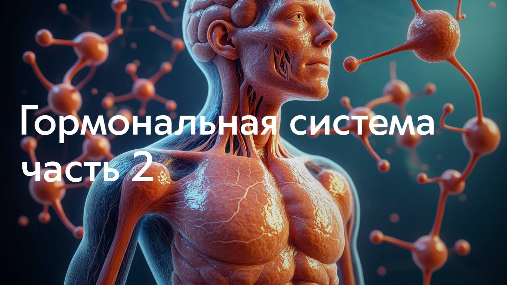 Лекция №2 – Гормональная система, часть 2