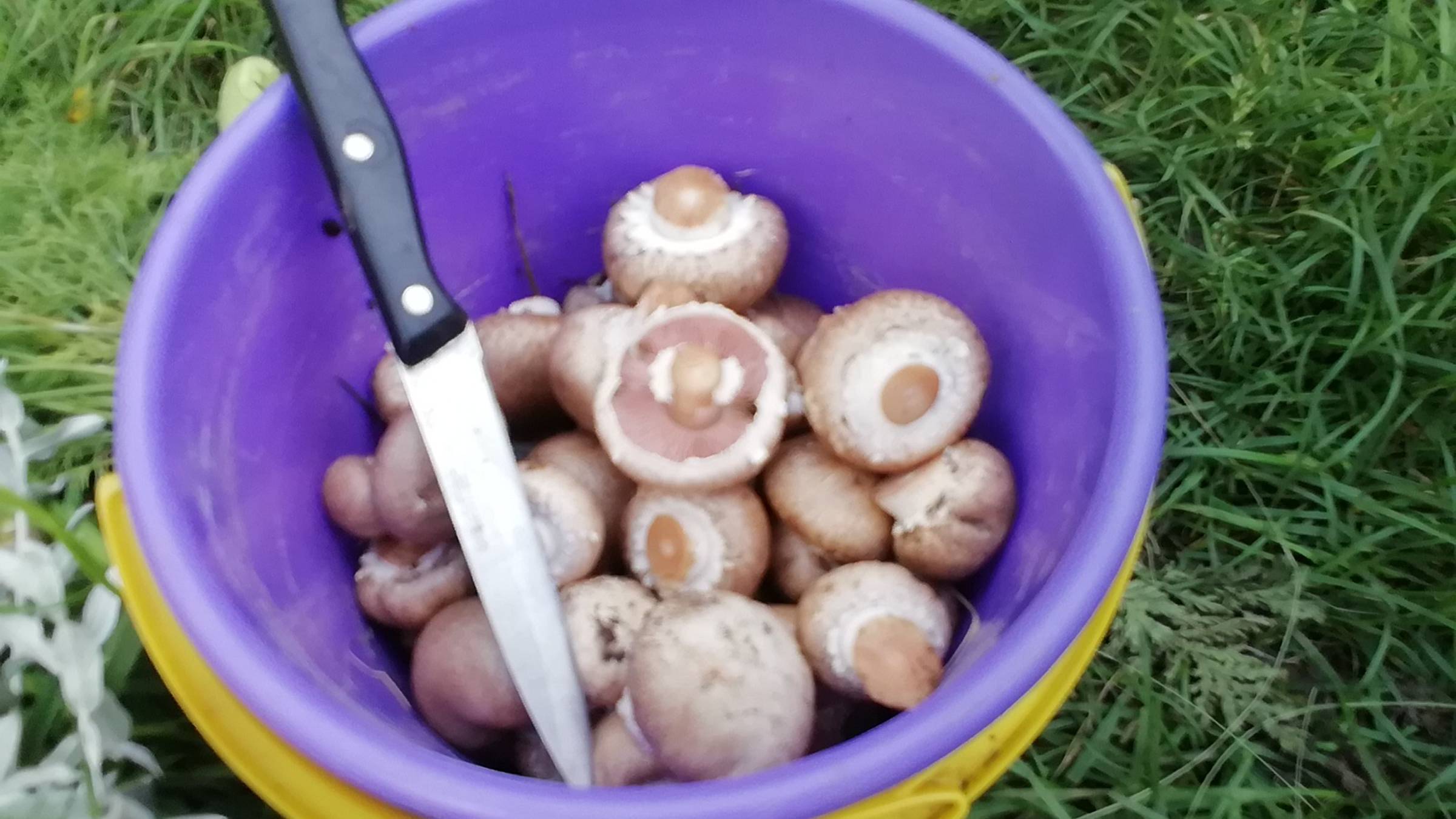 А у нас на обед будут жареные грибочки/ набрала шампиньоны/ жарю со сметано