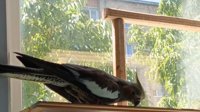 носик чешется