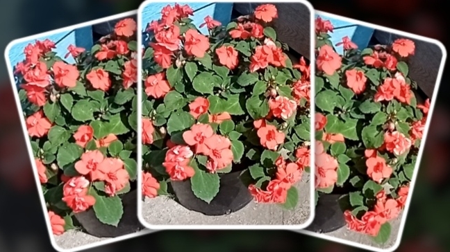 Бальзамины летом в кашпо.