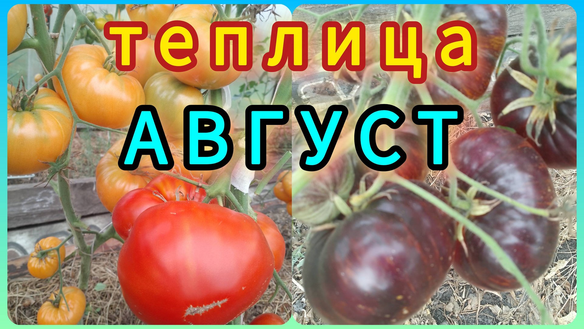 Томаты в августе!. Обзор. 🍅