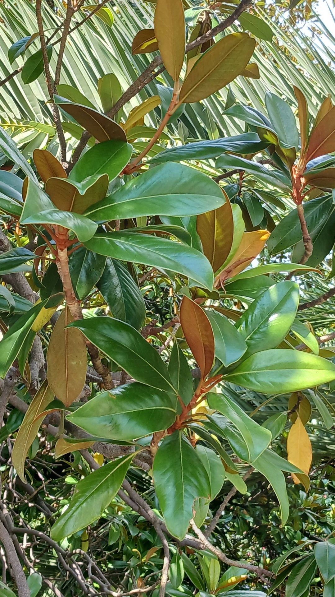 Магнолия#Гагра