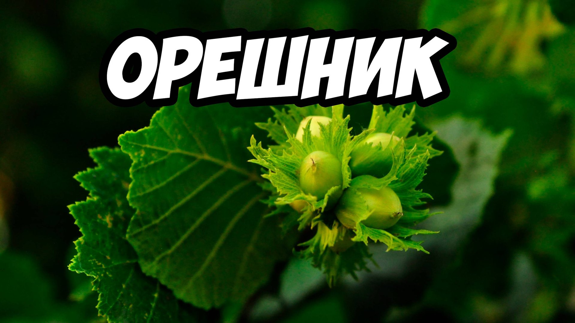 Собираем Орешник, Лещину, Фундук - где растёт и польза