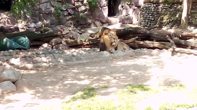 Московский зоопарк. Азиатский лев.