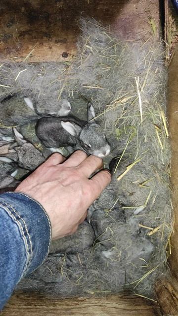 Взросление крольчат породы Советская шиншилла с первых суток. День 12-й