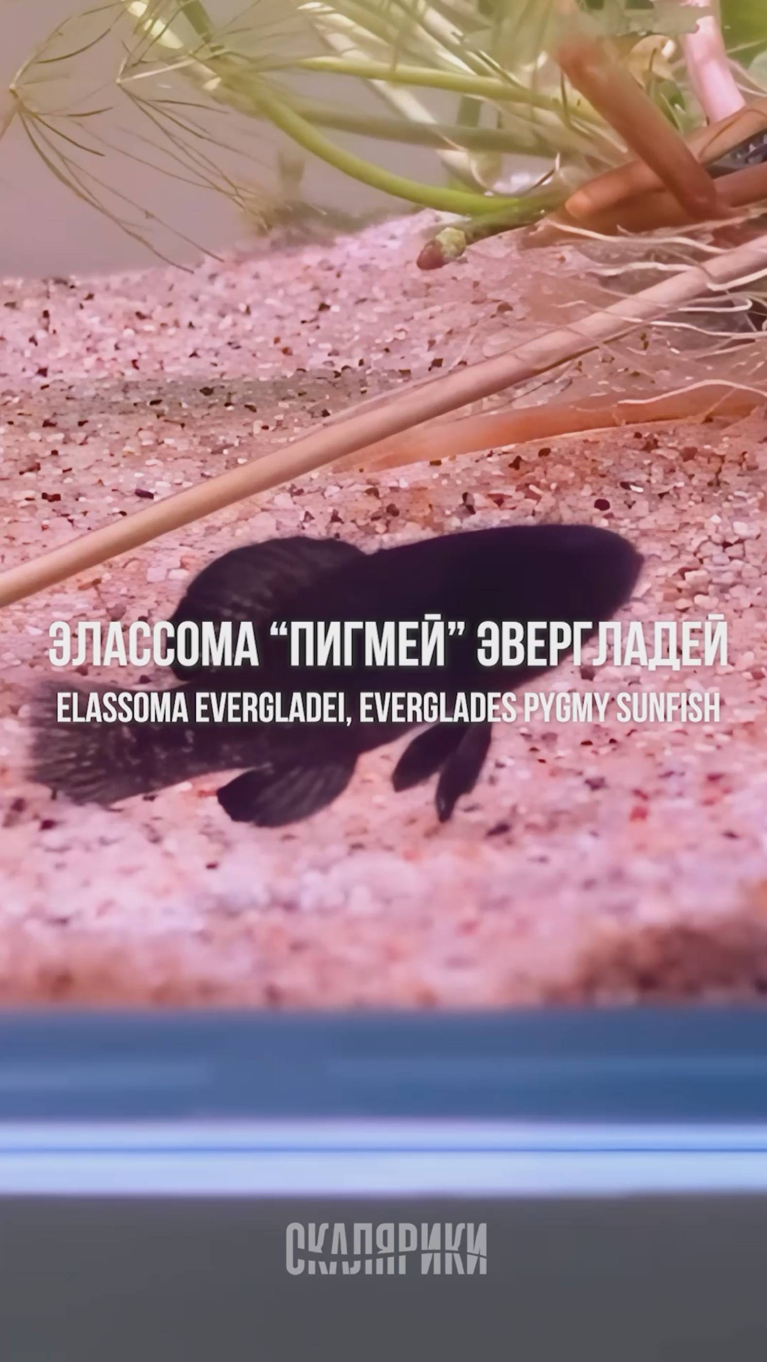 Окунёк черный - Элассома эвергладей