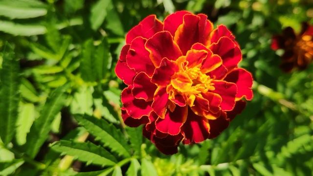 15.8.25  Бархатцы Аура красная