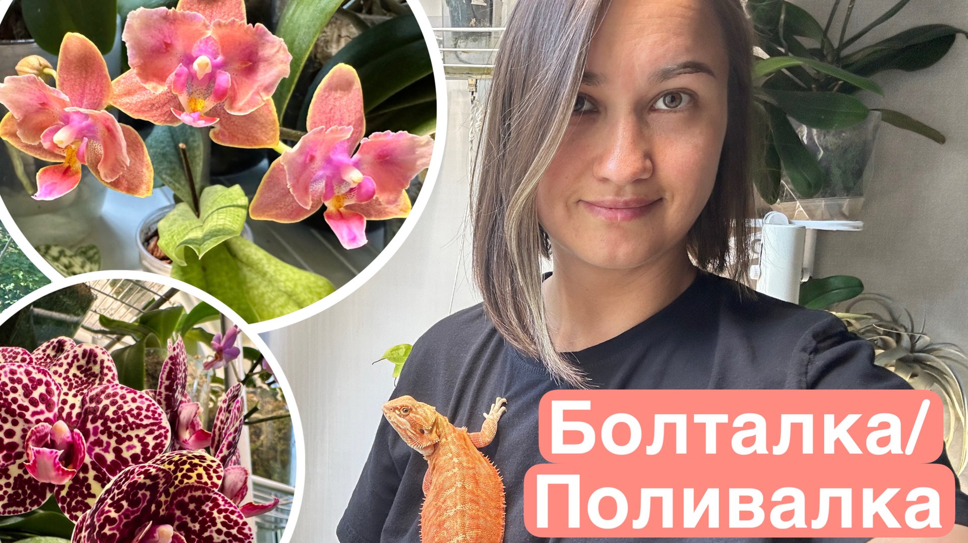 Рассматриваю орхидеи и ящеров