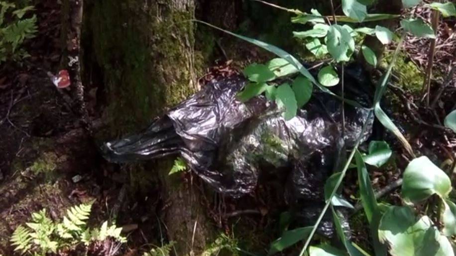 Поход на тайник геокэшинга Золотая Вешка, дубль 2. 10.08.2025