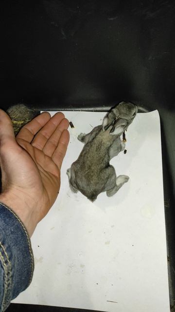 Взросление крольчат породы Советская шиншилла с первых суток. День 12-й