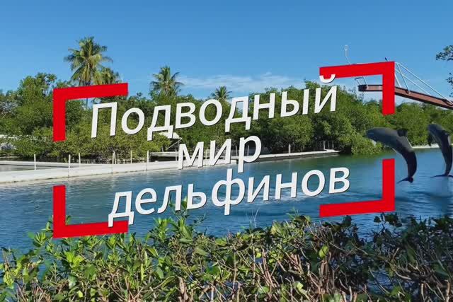 Подводный мир дельфинов