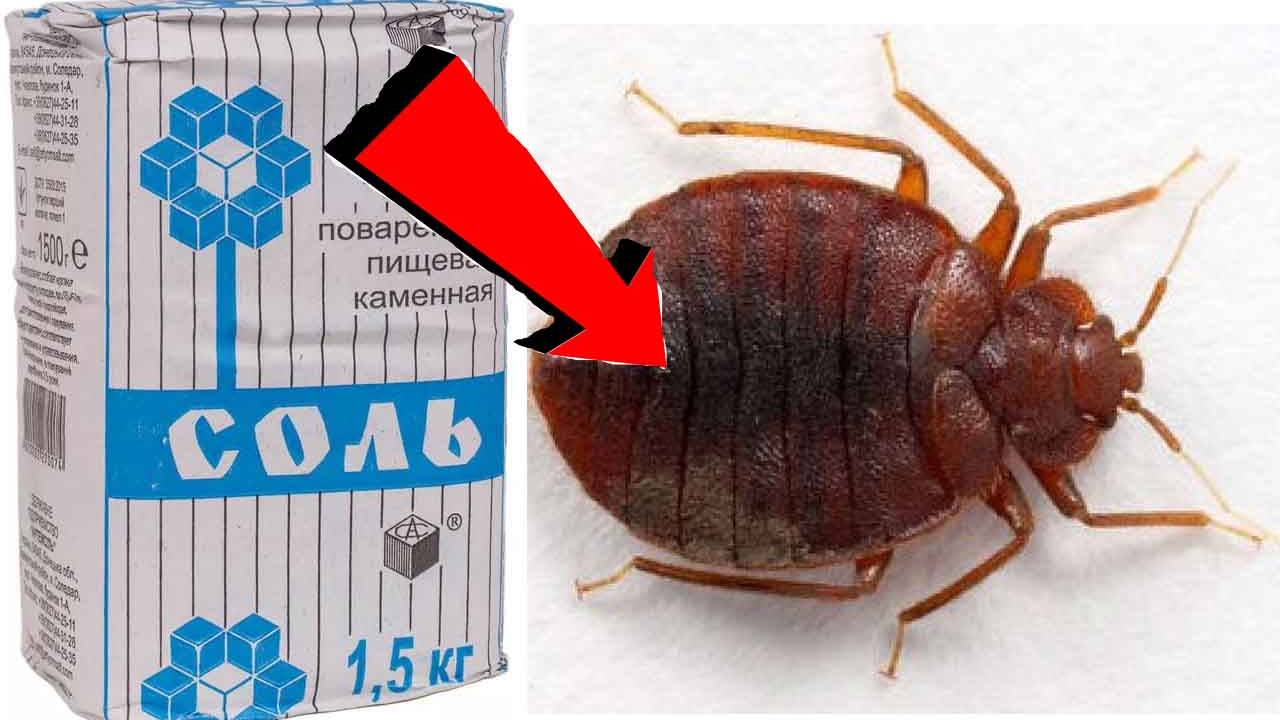 Как быстро избавиться от клопов в доме за 3 секунды..!..!..!..