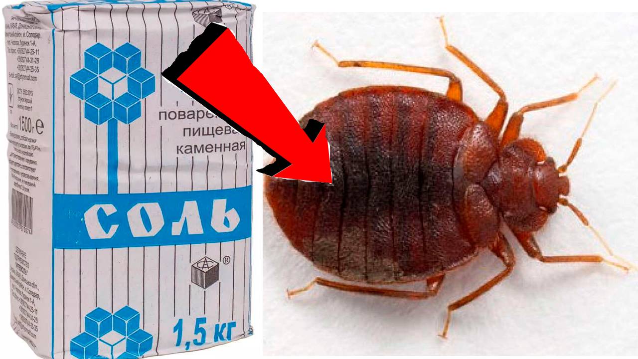 Как быстро избавиться от клопов в доме За 3 Секунды.!..!..!