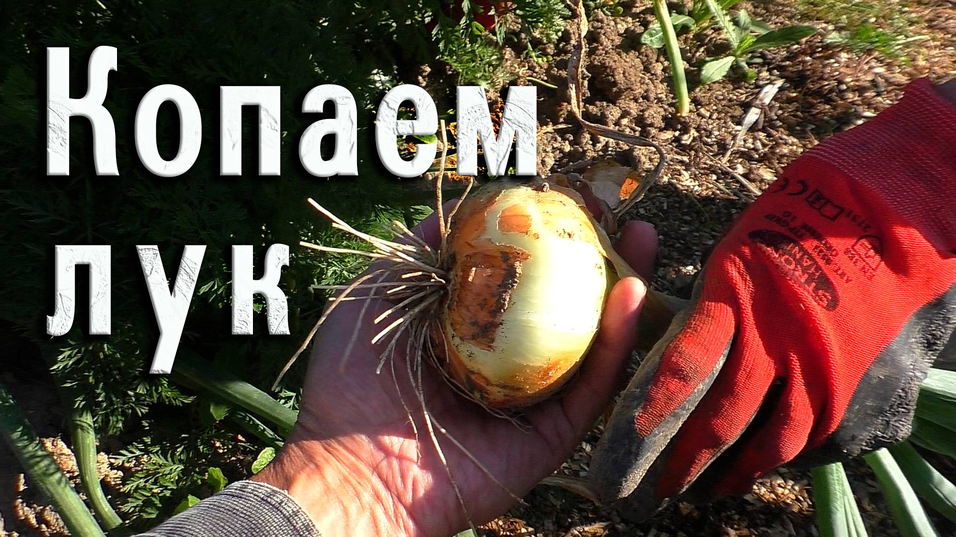 Копаем лук в деревне! 🧅🧅🧅