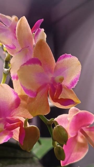 Это зрелище вдохновляет и наполняет сердце трепетом восхищения перед чудесами природы. #орхидеи