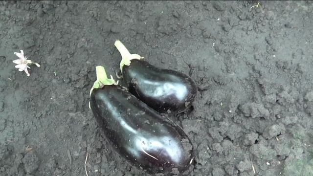 Баклажан ЭПИК