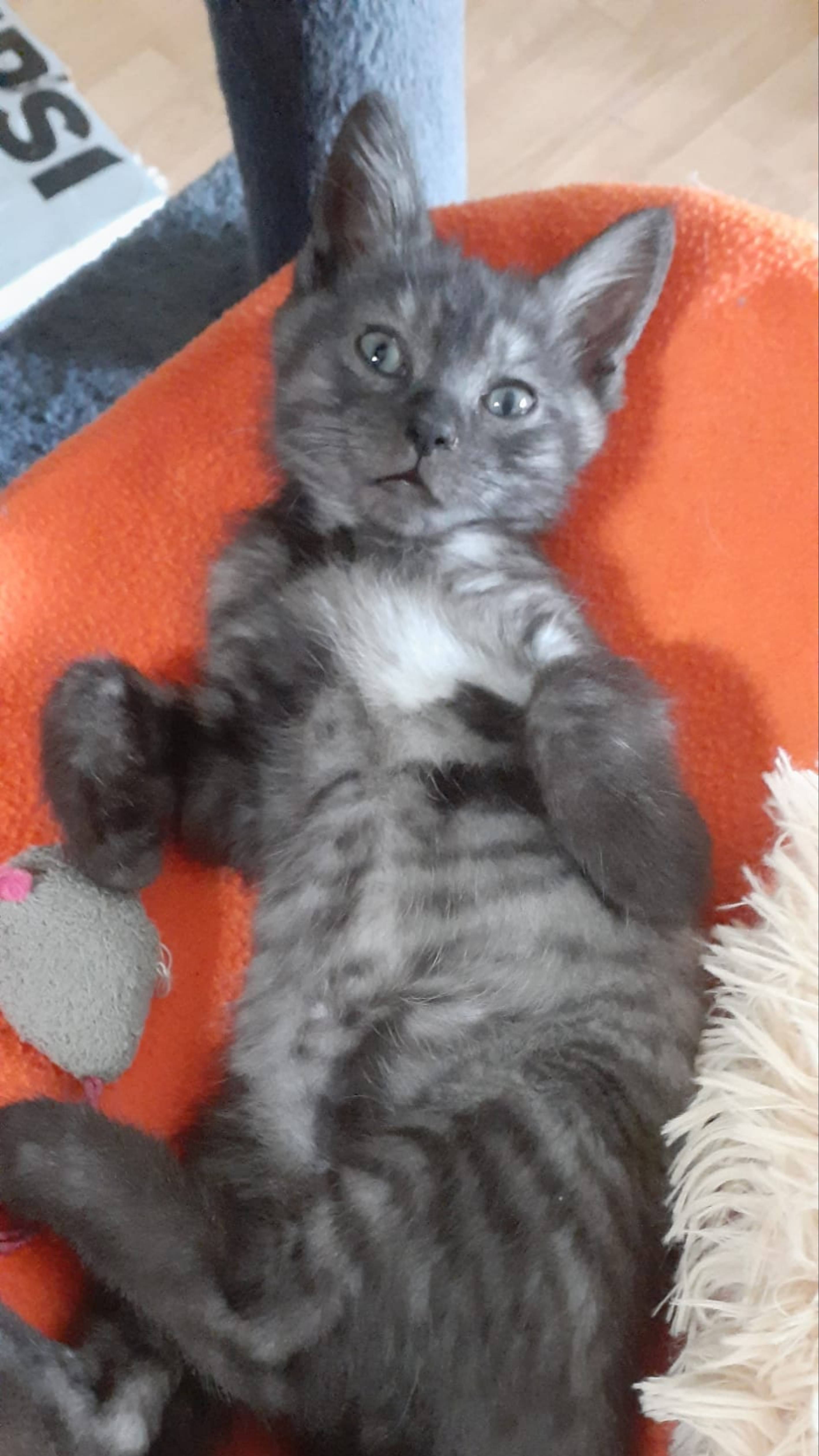 Когда маленький котенок Ниро решил поиграть