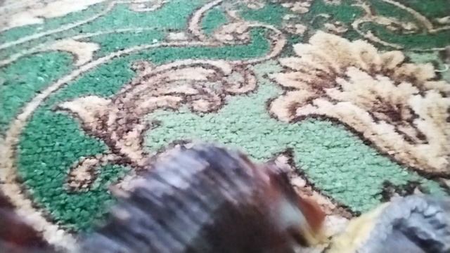 СПИНОЗАВР ПРОТИВ ИНДОРАПТОРА