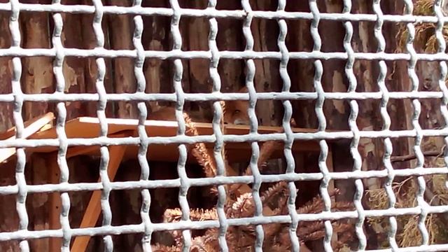 Московский зоопарк. Обыкновенная лисица.