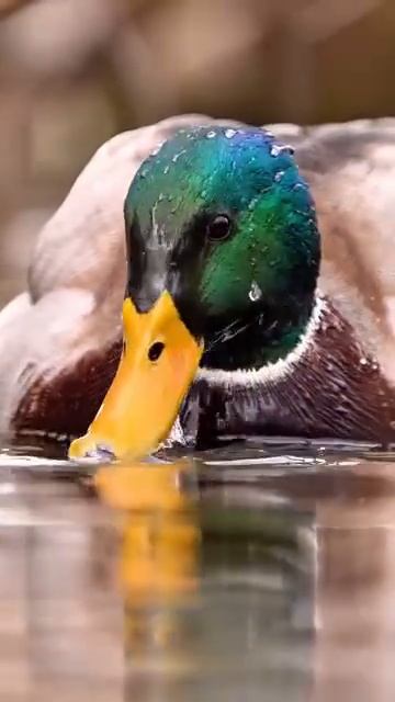 Утиные перья не промокают благодаря их уникальной структуре и естественному защитному покрытию.