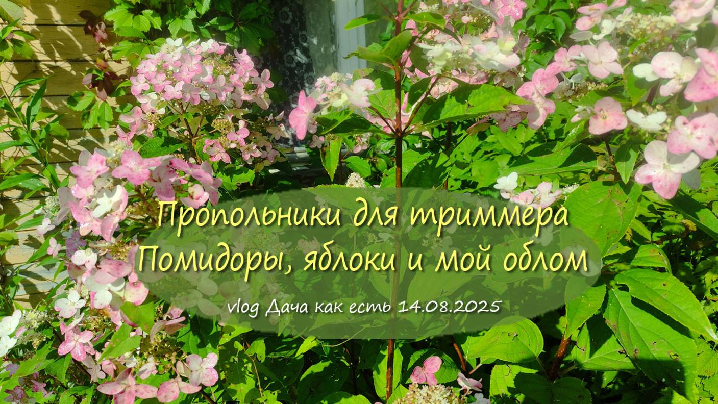 Скоро осень. Помидоры. Тестирую насадки для триммера / vlog дача как есть 14.08.2025