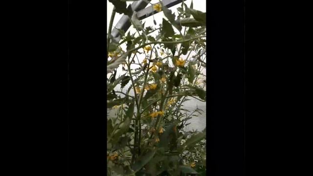 ТОМАТ КЛУБНИЧНЫЙ СЕРЖАНТ -  ВЕЛИКОЛЕПНЫЙ СОРТ СЕЛЕКЦИИ СОФИИ СААКОВОЙ