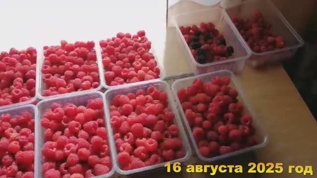 7 соток. И сажаю и собираю ягодки. Хроника 16 августа 2025 год