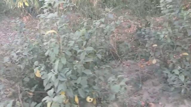 Влог Жизнь пенсионеров с внуками__Наши будни в станице.Как живем, что жуем и чем занимаемся