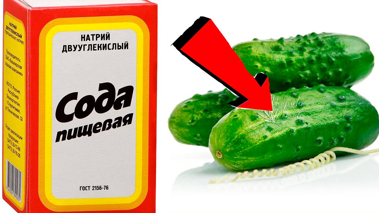 СОДА   спасатель вашего огорода! Пищевая сода   подкормка для огурцов, томатов и других растений!