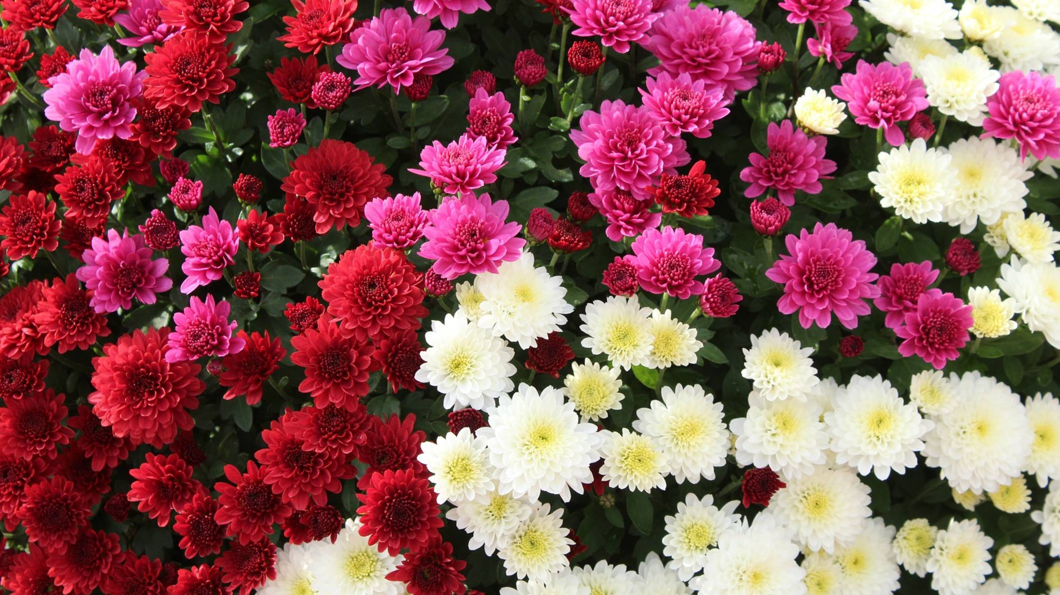 Как получить новые растения хризантемы