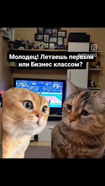 А вы что больше любите: самолёт или поезд? #котики #юмор #двакота #прикол #анекдот #мем #отпуск #пут