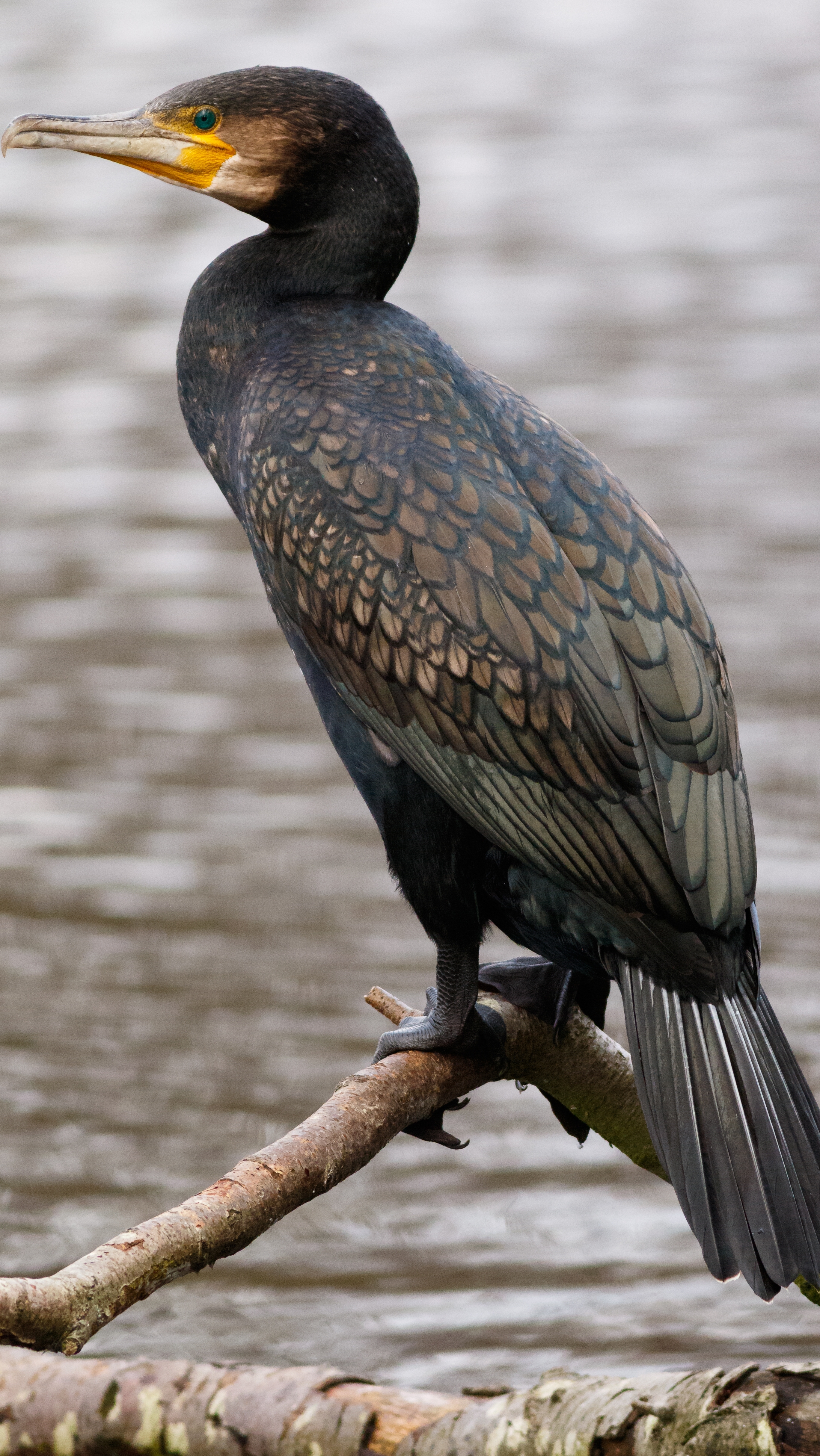 Баклан плавает и ныряет в воде #природа #баклан #nature