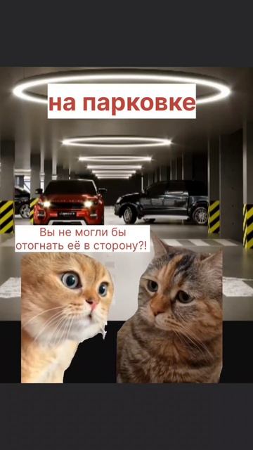 Сериал #двакота Про парковку и правильное строение фраз! #котики #юмор #коты #рек #топ #анекдот #при