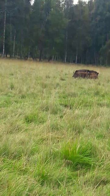 ДИКИЕ КАБАНЫ БЕГУТ ПО ПОЛЮ.