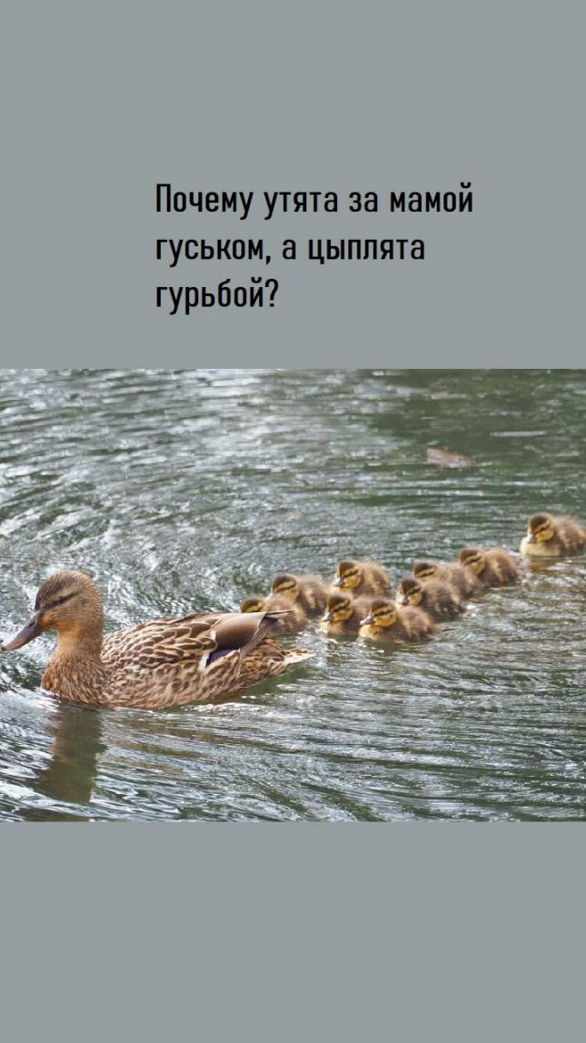 Почему утята за мамой гуськом, а цыплята гурьбой?