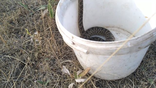 Желтобрюшку выпустили в степь.